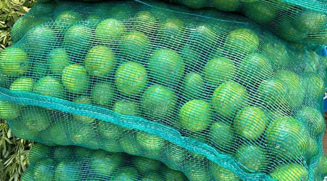 SADER | En Michoacán, temporada alta de limón mexicano empieza en octubre